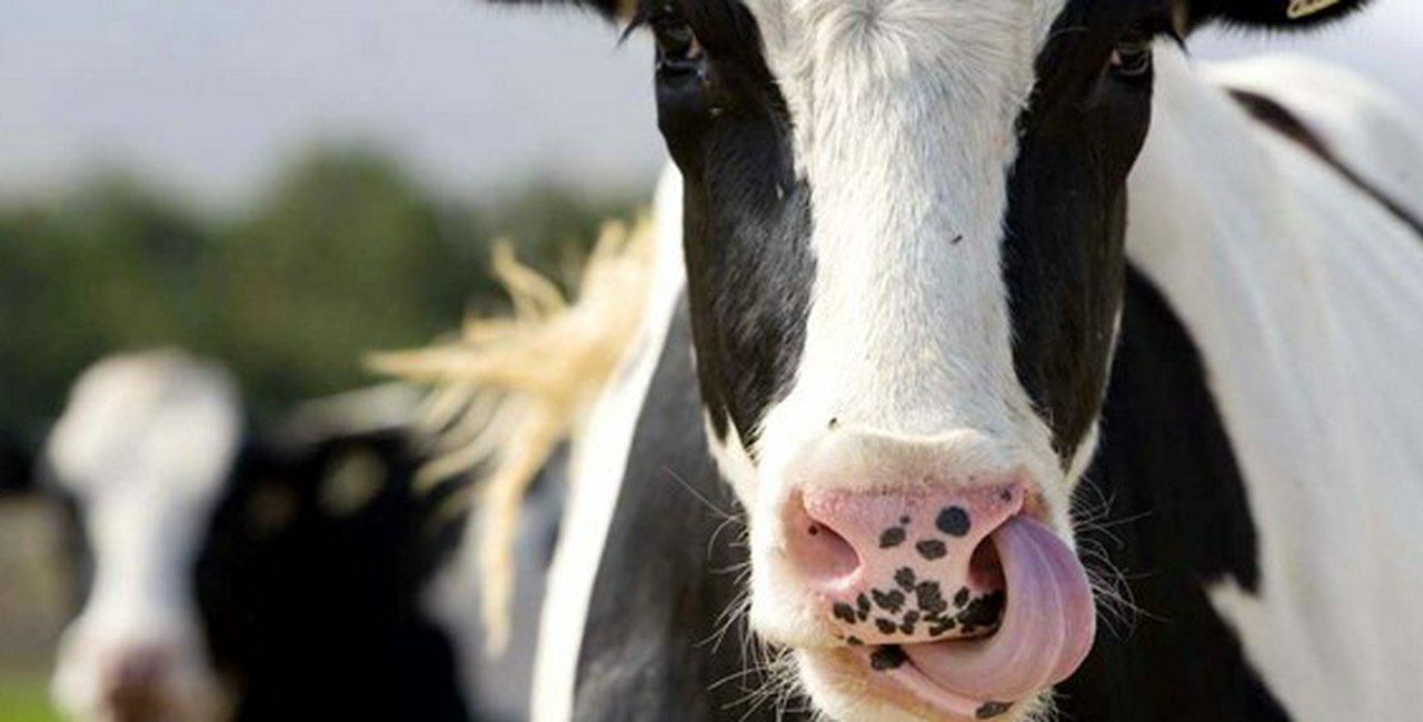 Dos and Don'ts: Czech Animal Sounds - Prague, Czech Republic