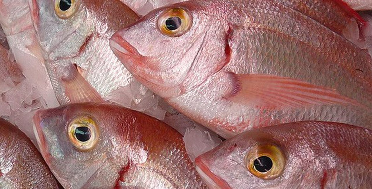 How to Shop for Fish Like a Chef - Prague, Czech Republic