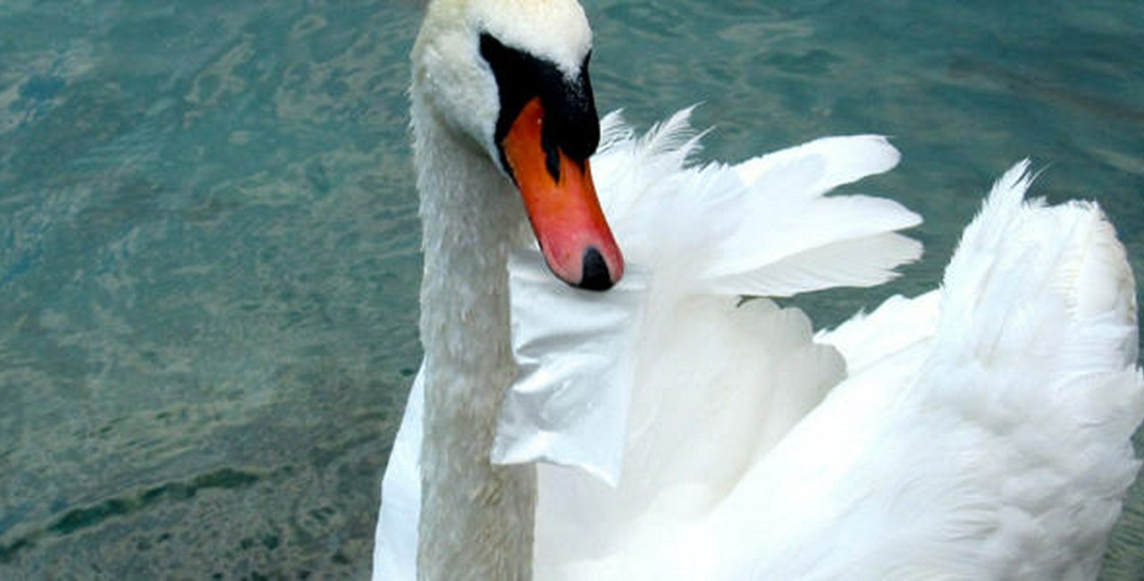 Prague Man Ditches Drugs; Cops, Swan Give Chase - Prague, Czech Republic