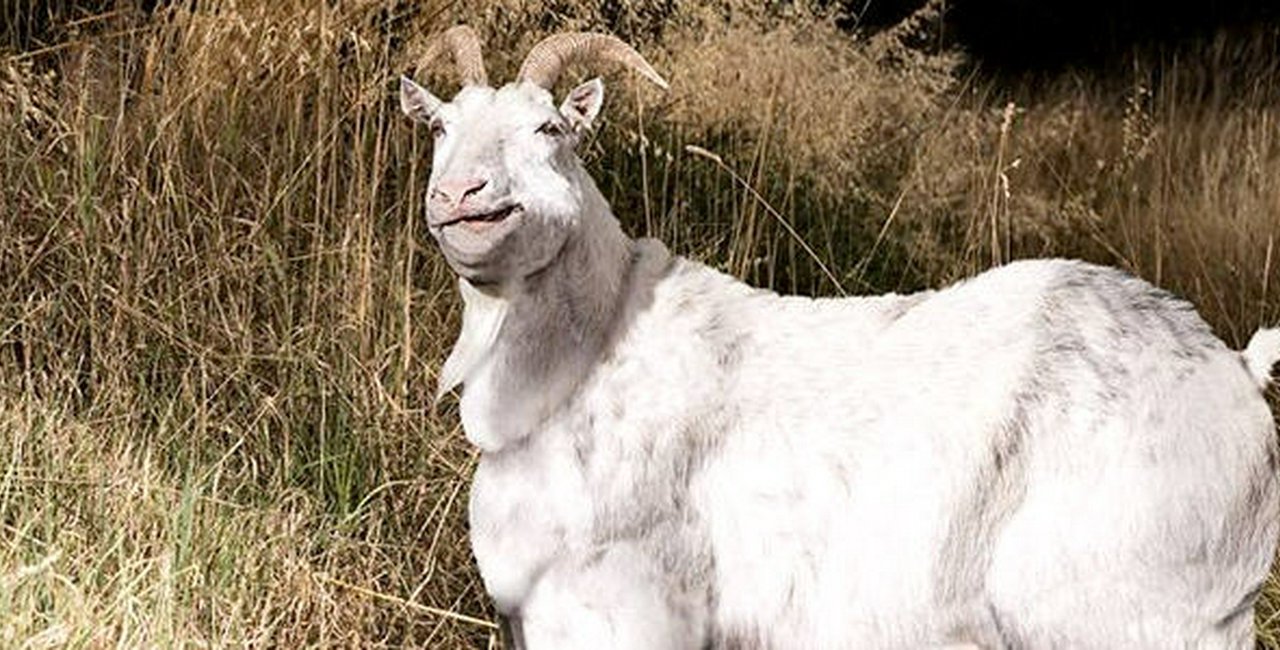 Obese Animals Exhibit Opens at Náplavka - Prague, Czech Republic