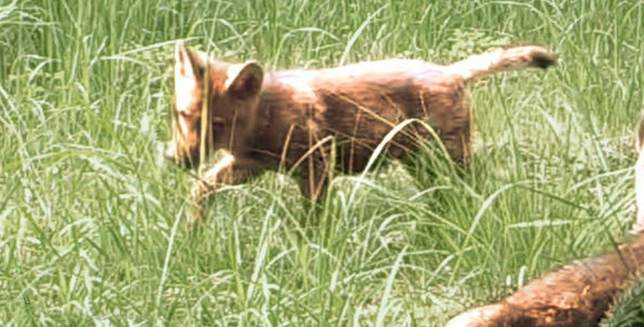 Wolf Cubs Spotted in Mácháč [Video] - Prague, Czech Republic