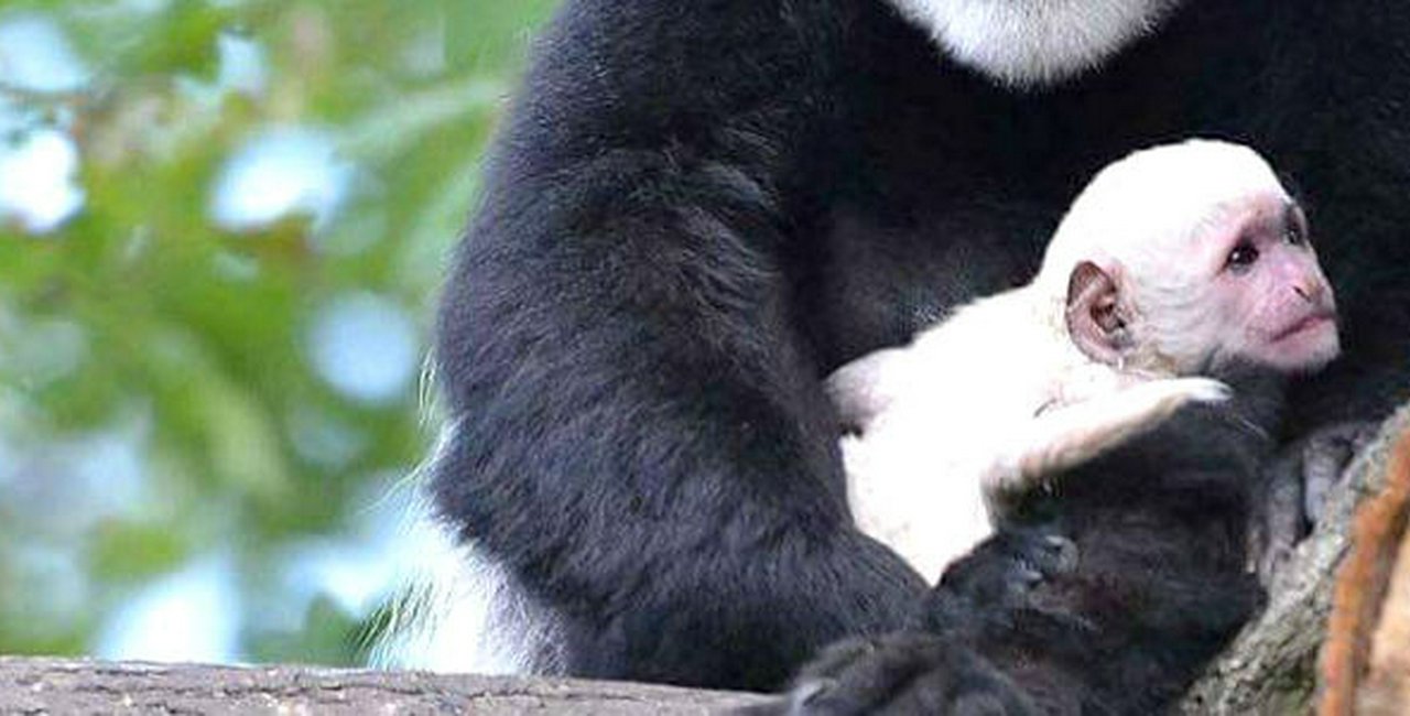 Baby Colobus Monkey Born at Prague Zoo - Prague, Czech Republic