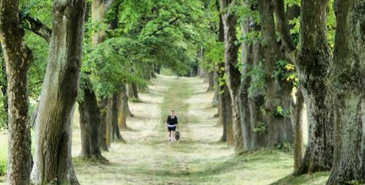 Most Beautiful Czech Tree Lane Competition Begins - Prague, Czech Republic