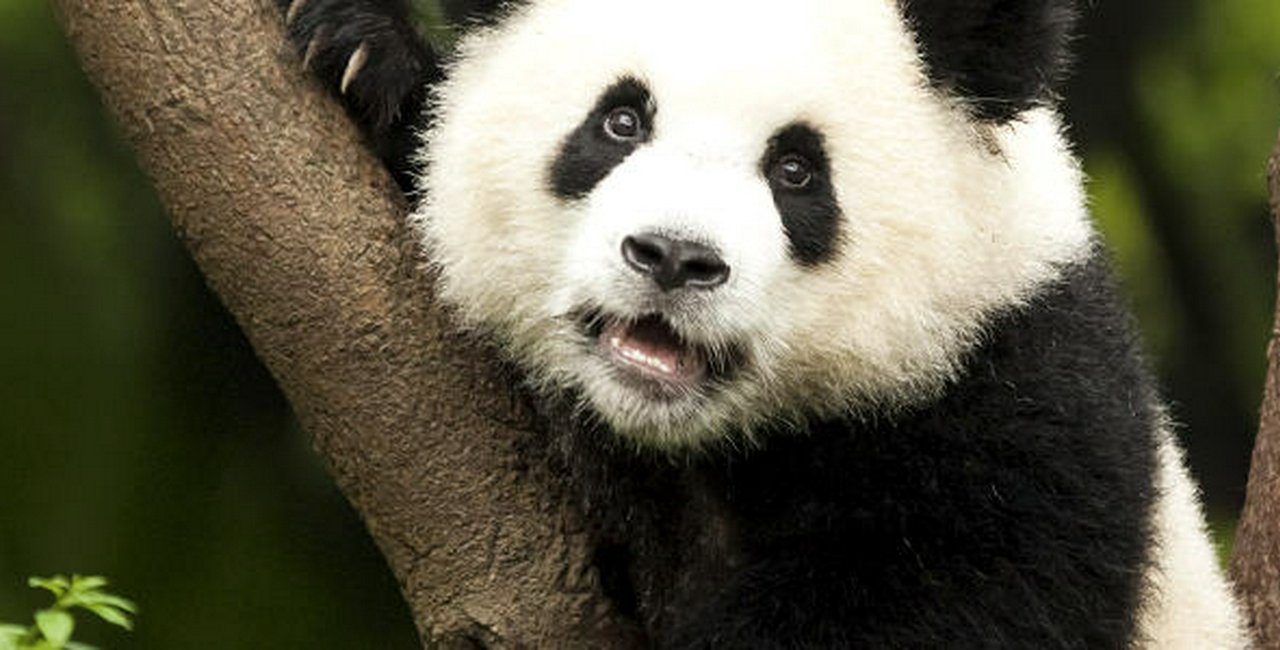 Prague Zoo to Build Panda Pavilion - Prague, Czech Republic