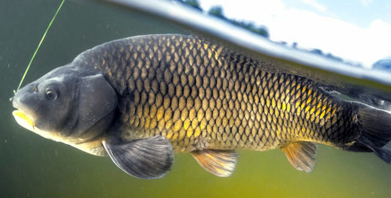 Czech Team Wins World Cup of Carp Fishing - Prague, Czech Republic