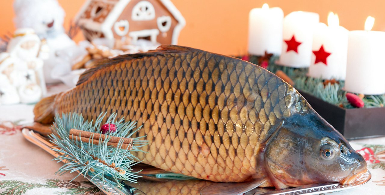 Czech Christmas carp springs back to life, nearly scares driver to ...