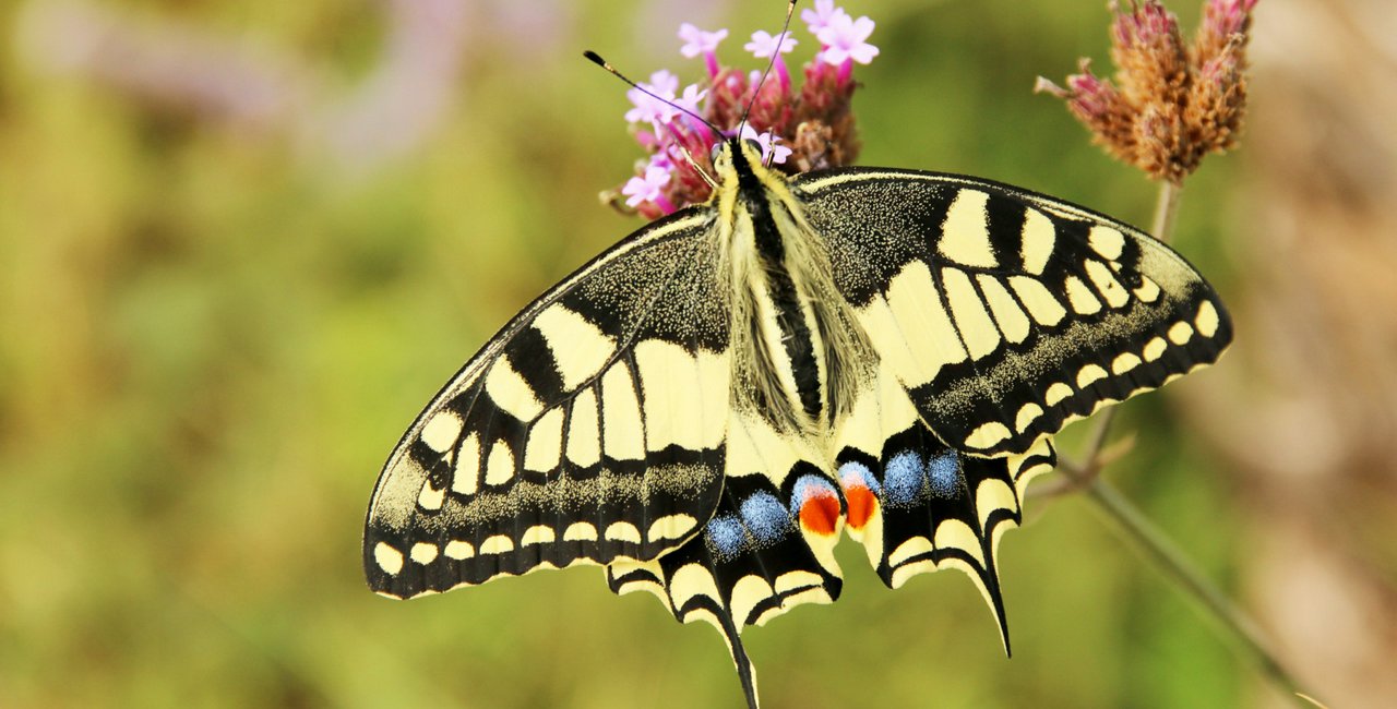 Rare butterflies return to Prague’s meadows, thanks to goats and sheep ...
