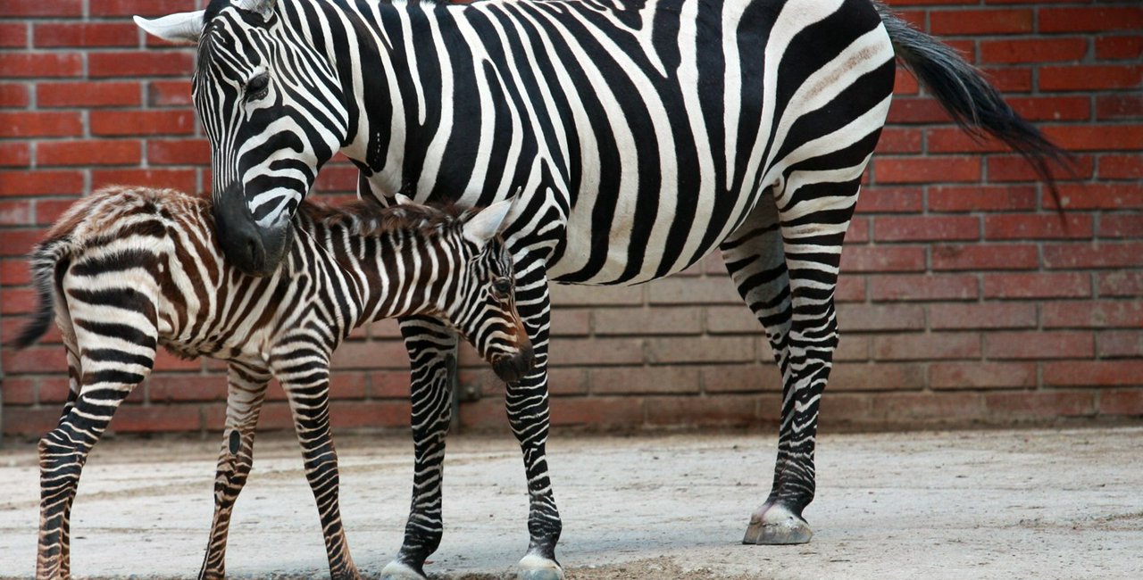 Plzeň zoo joins efforts to save endangered species of maneless zebra - Prague, Czech Republic