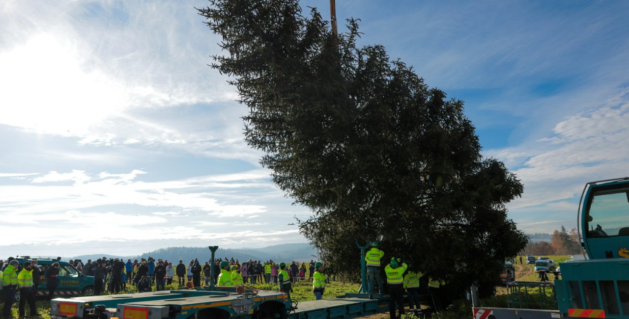Giant Christmas tree heads to Prague’s Old Town Square - Prague, Czech ...