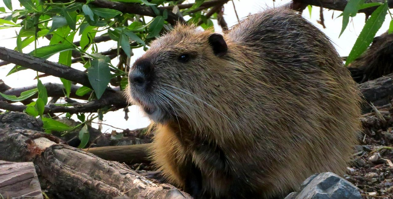 Prague's nutria problem: Why you shouldn't feed these cute but disease ...