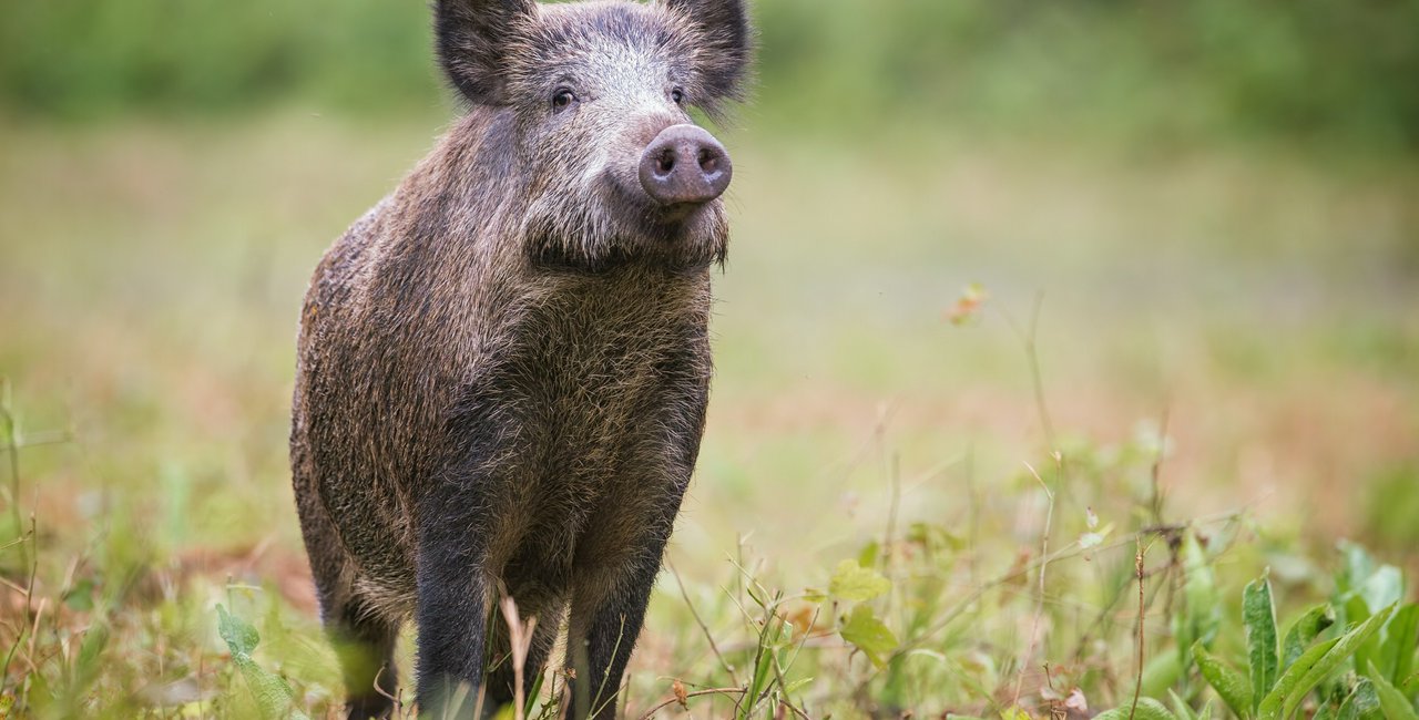 Two deadly viruses discovered in animals in the Czech Republic - Prague ...