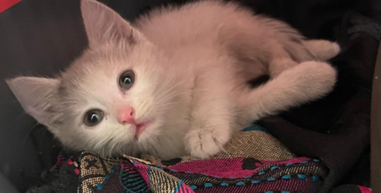 VIDEO OF THE WEEK: Meet Chance the lucky kitten, rescued on tram 1 on ...
