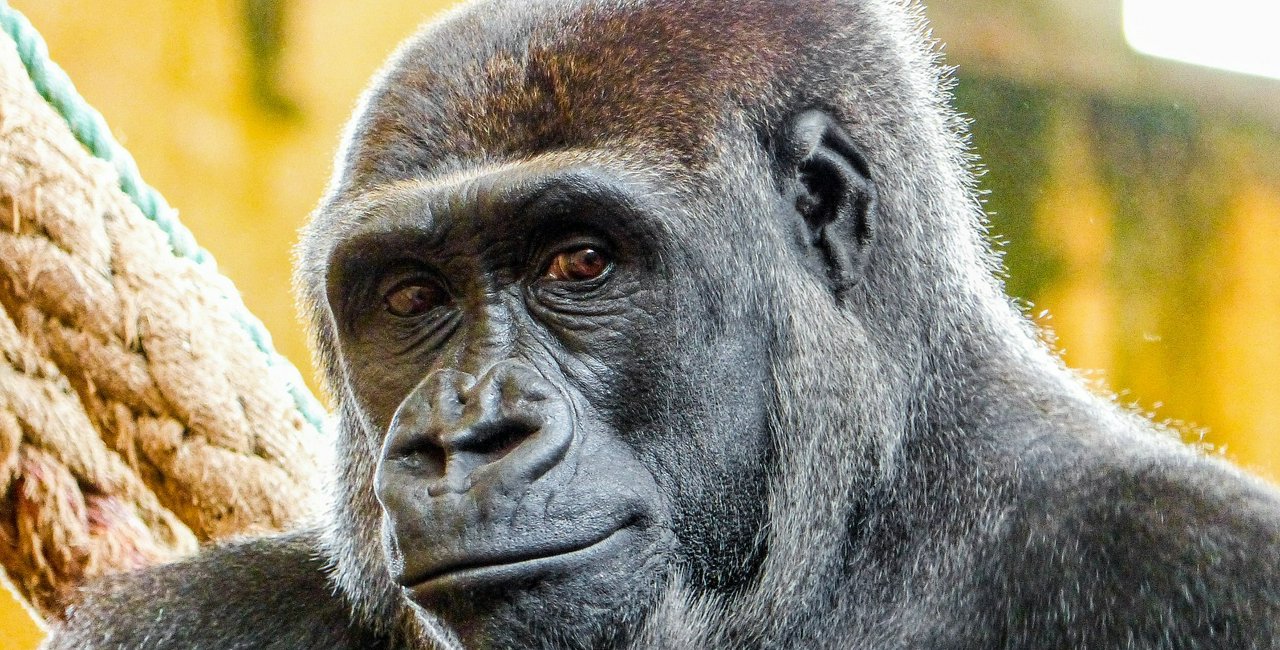 Prague Zoo gorilla Duni is expecting a baby - Prague, Czech Republic