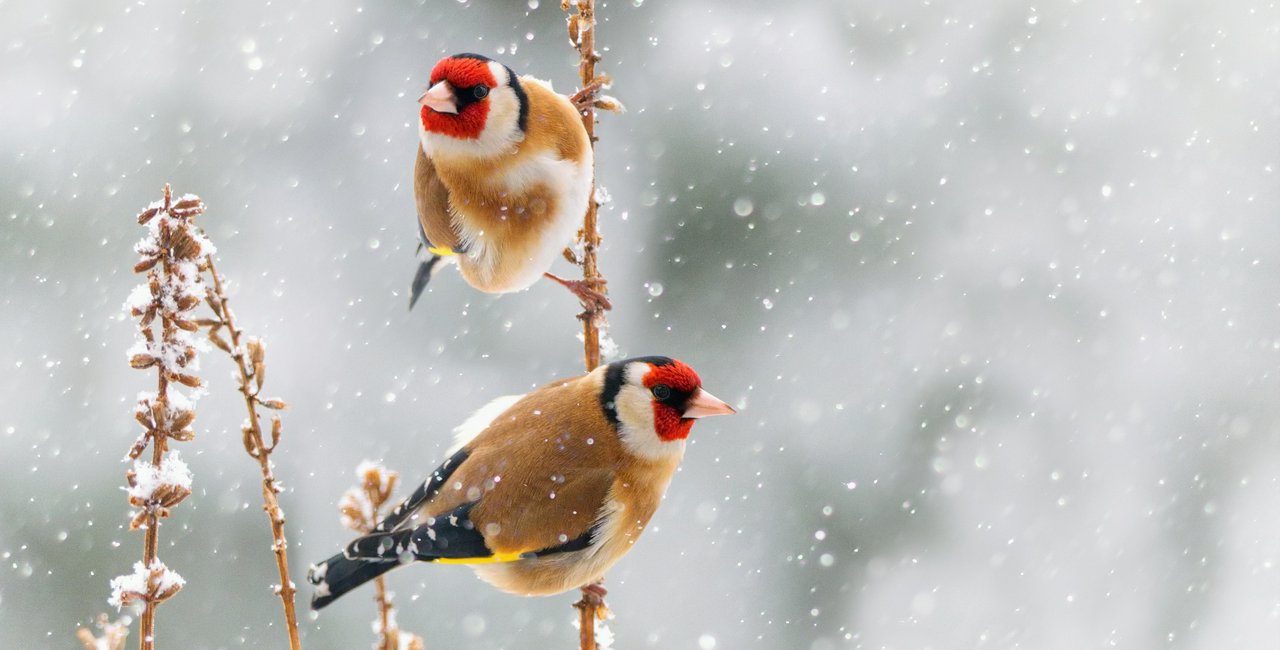 Bird Watch 2024: Czech avian experts seek public help this weekend ...