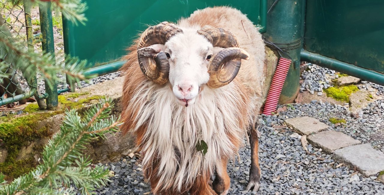 Ewe kidding me? Prague man trapped in home by rogue ram - Prague, Czech ...