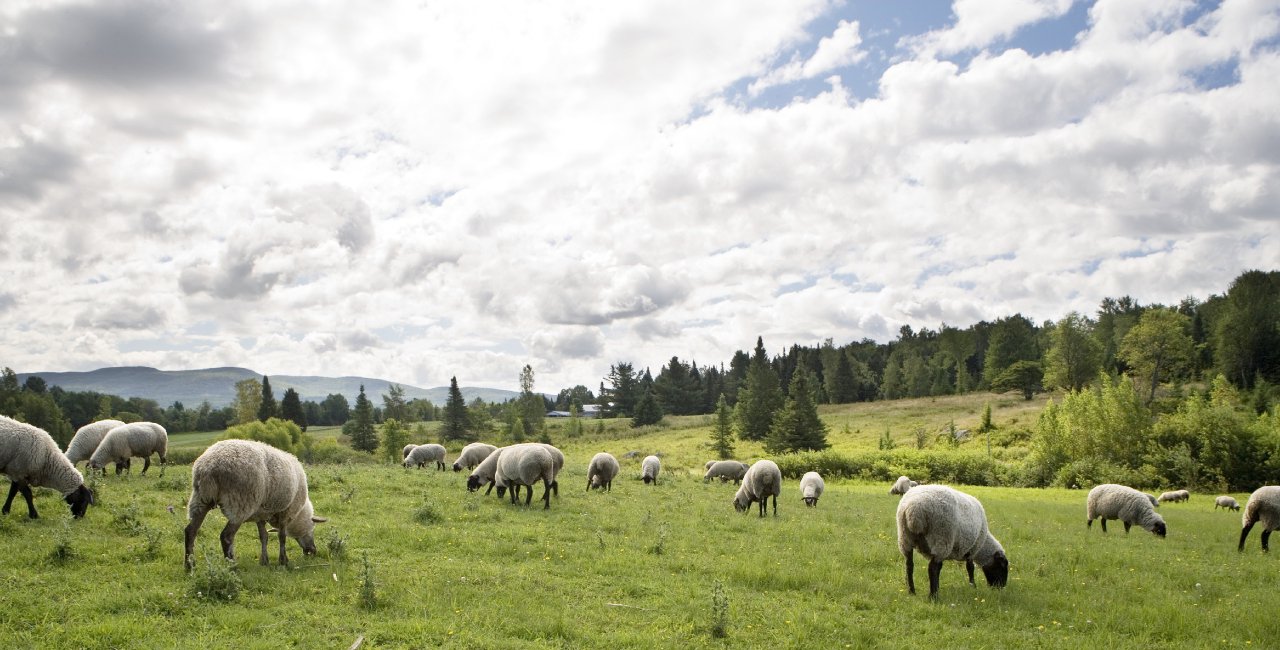 Herds of cows, sheep, and goats return to graze Prague's nature ...