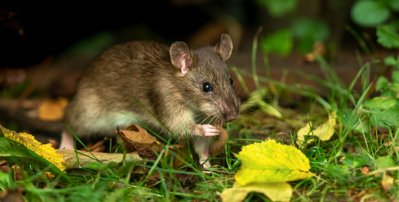 A rattling stat? Prague has five rats for every resident - Prague ...