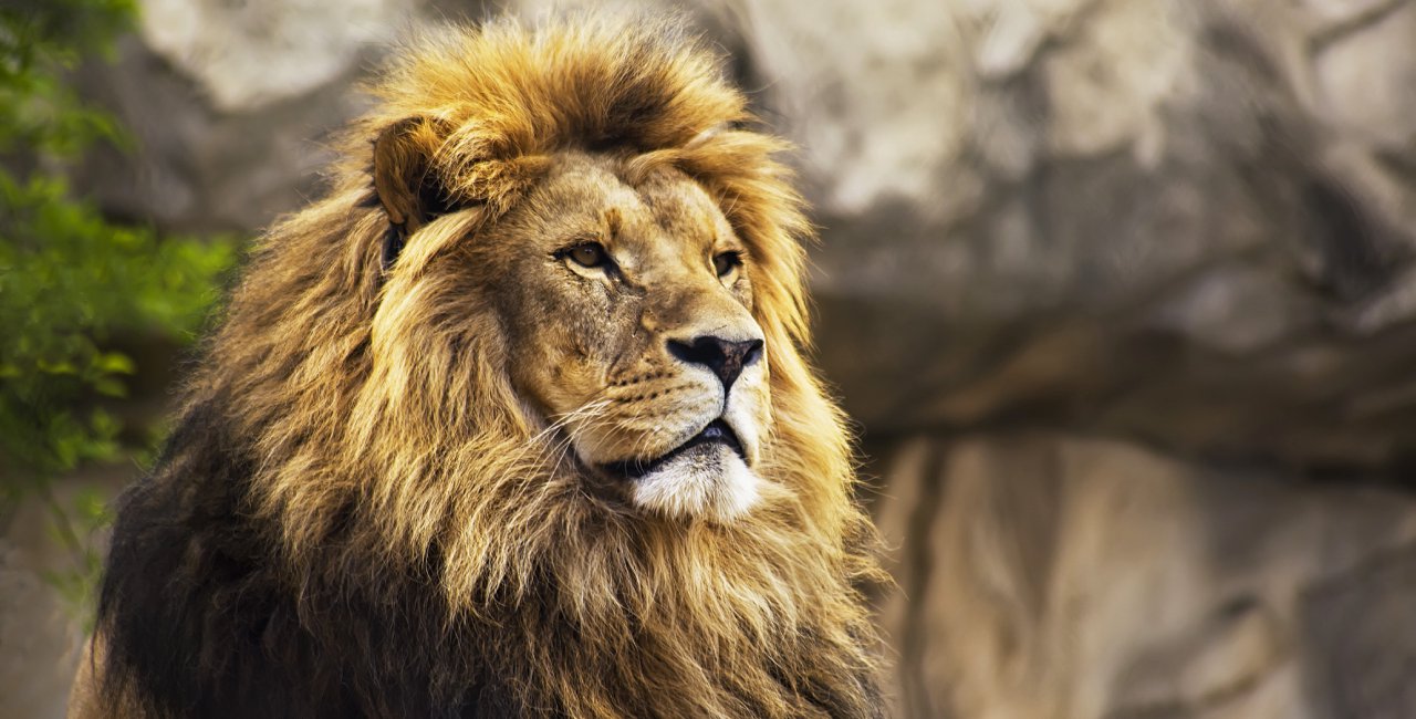 Lion escapes zoo near Prague, attacks handler; police shoot animal dead ...