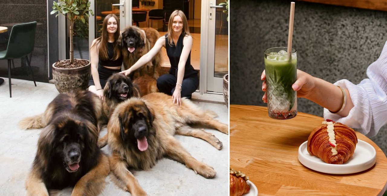 Coffee and canines: Prague opens first dog café with certified therapy ...