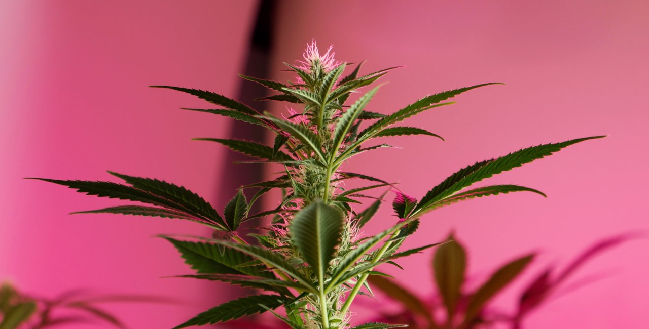 Inside Czechia’s new cannabis law: How much can you legally grow and ...